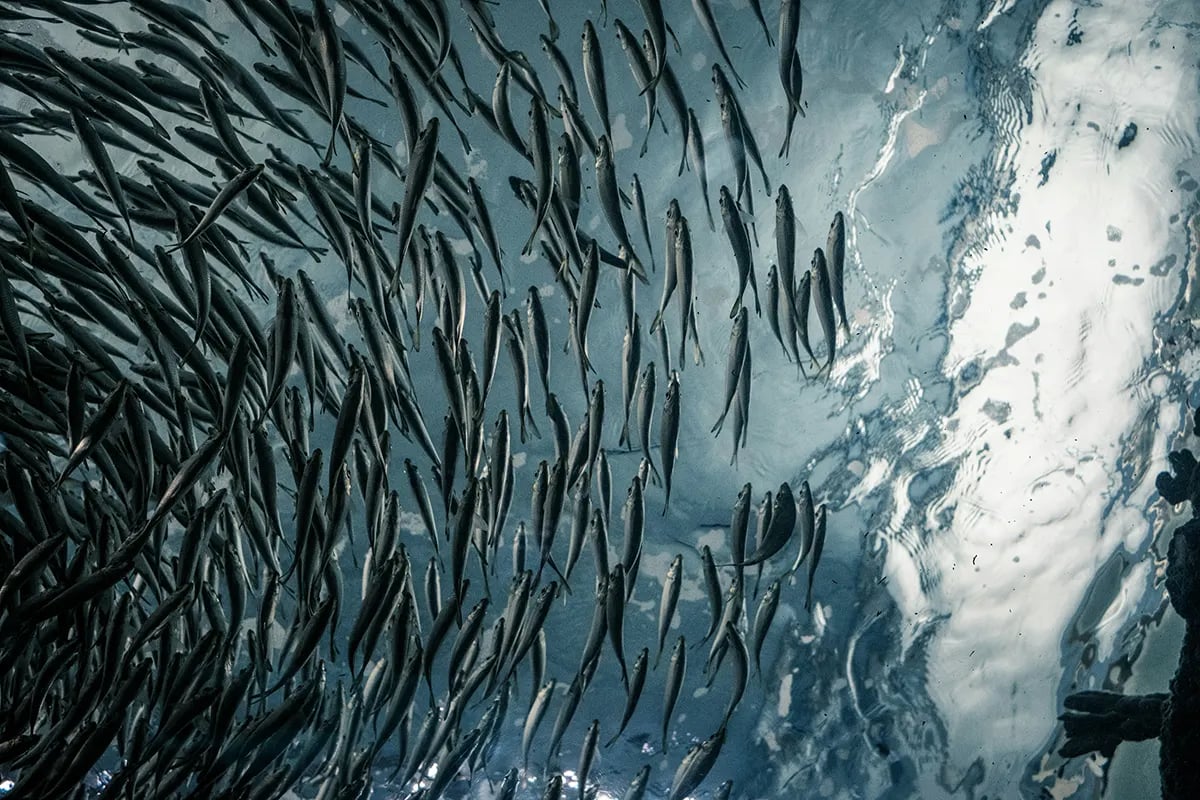 Abu Dhabi achieves 100 percent Sustainable Fisheries Index